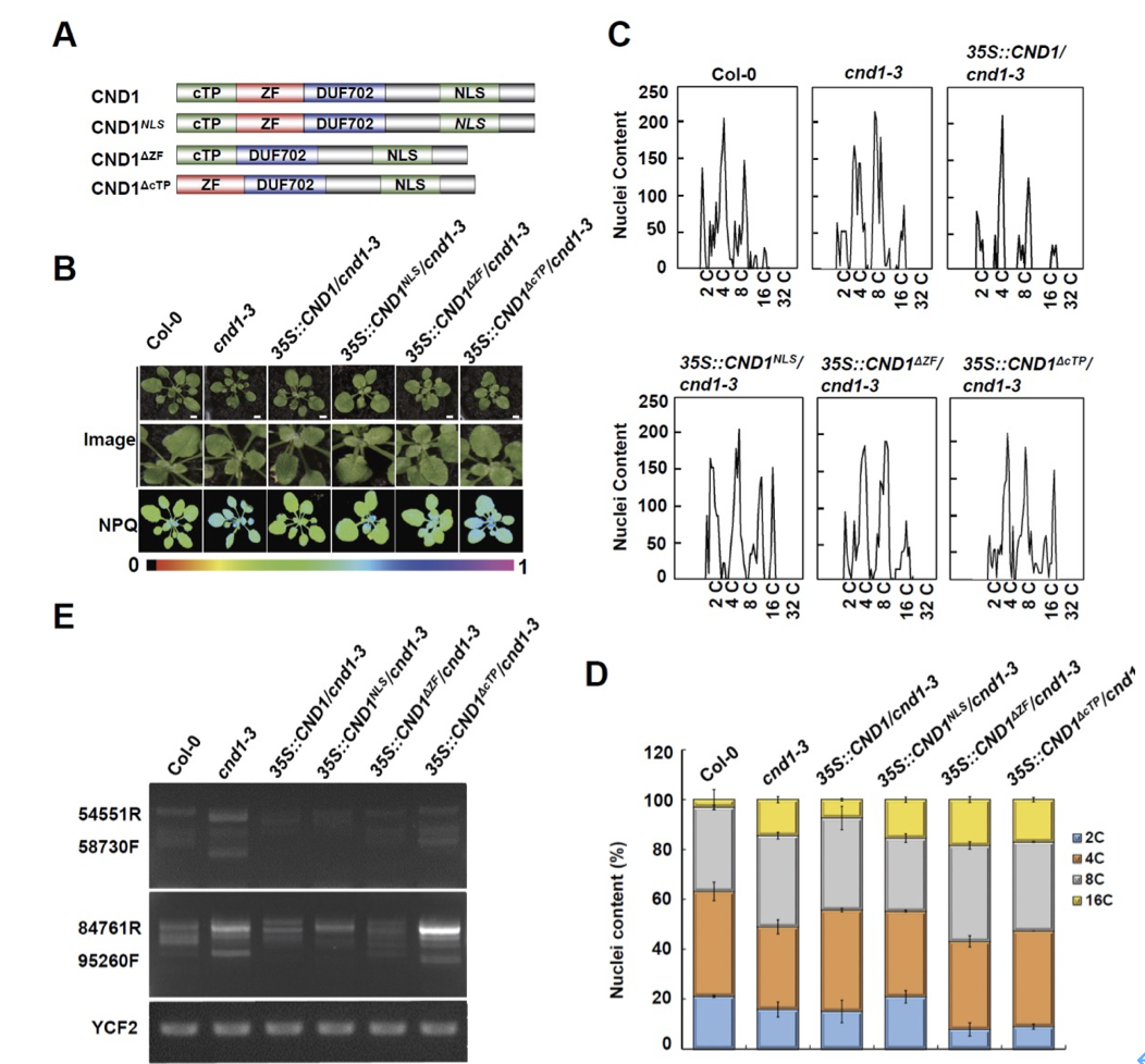 药用植物生理生态研究所发现叶绿体——细胞核基因组稳态的协同调控新模式-药用植物生理生态研究所